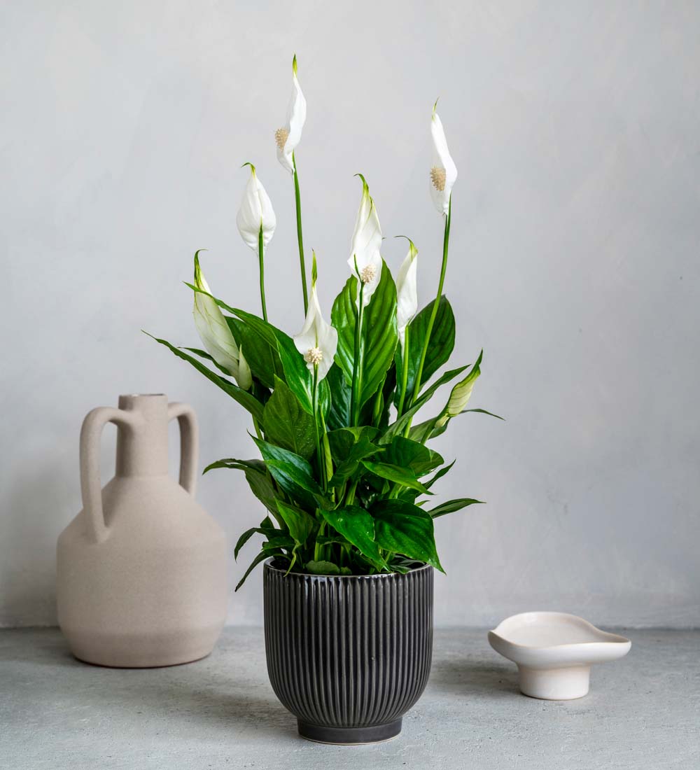 Japanese peace lily store