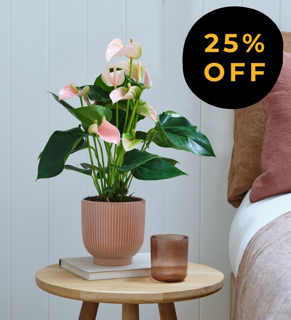 Plant Bestsellers | Popular Plants for Every Space and Style