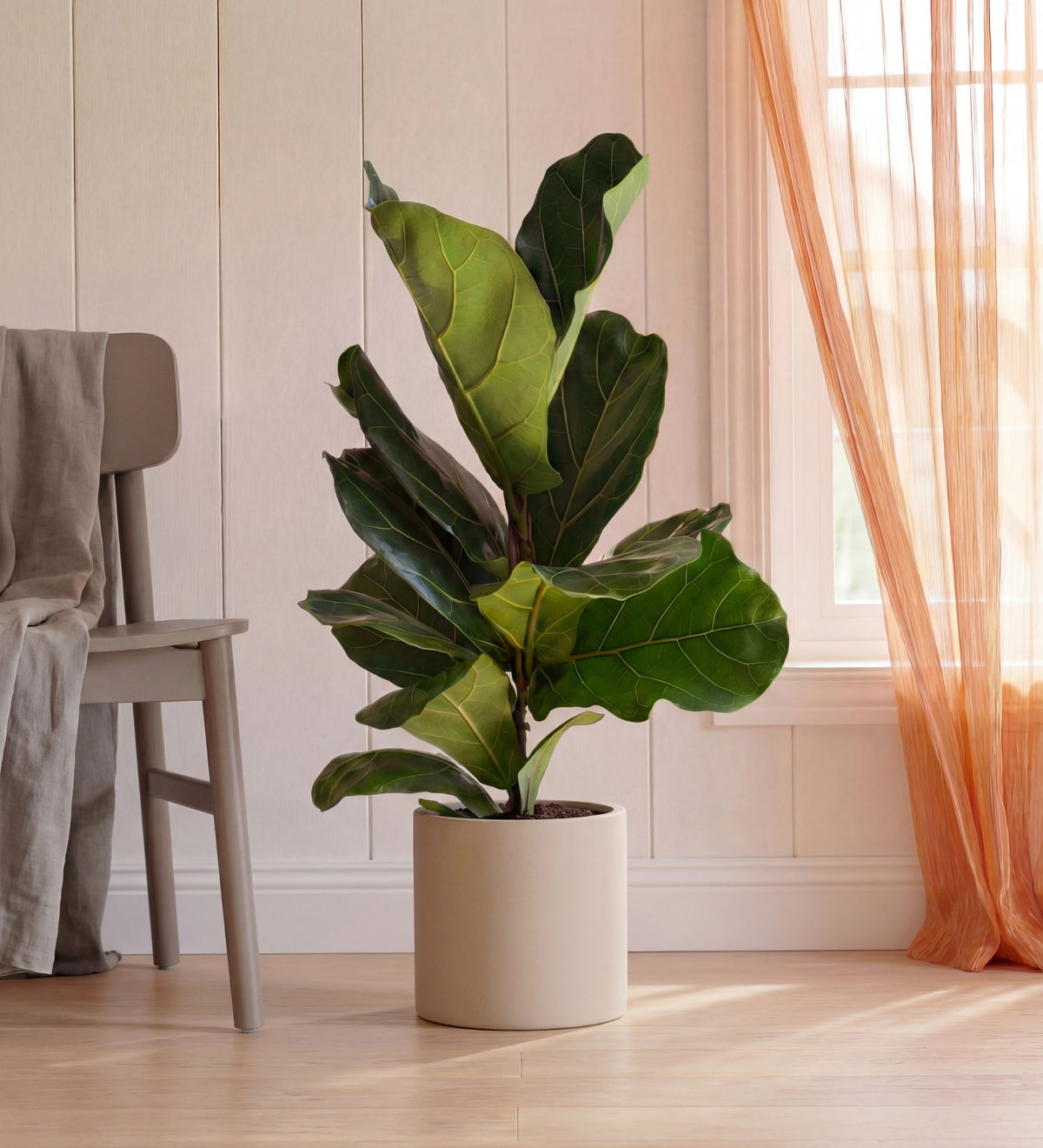 Fiddle-Leaf Fig (Ficus Lyrata) | Statement Indoor Plant with Large ...