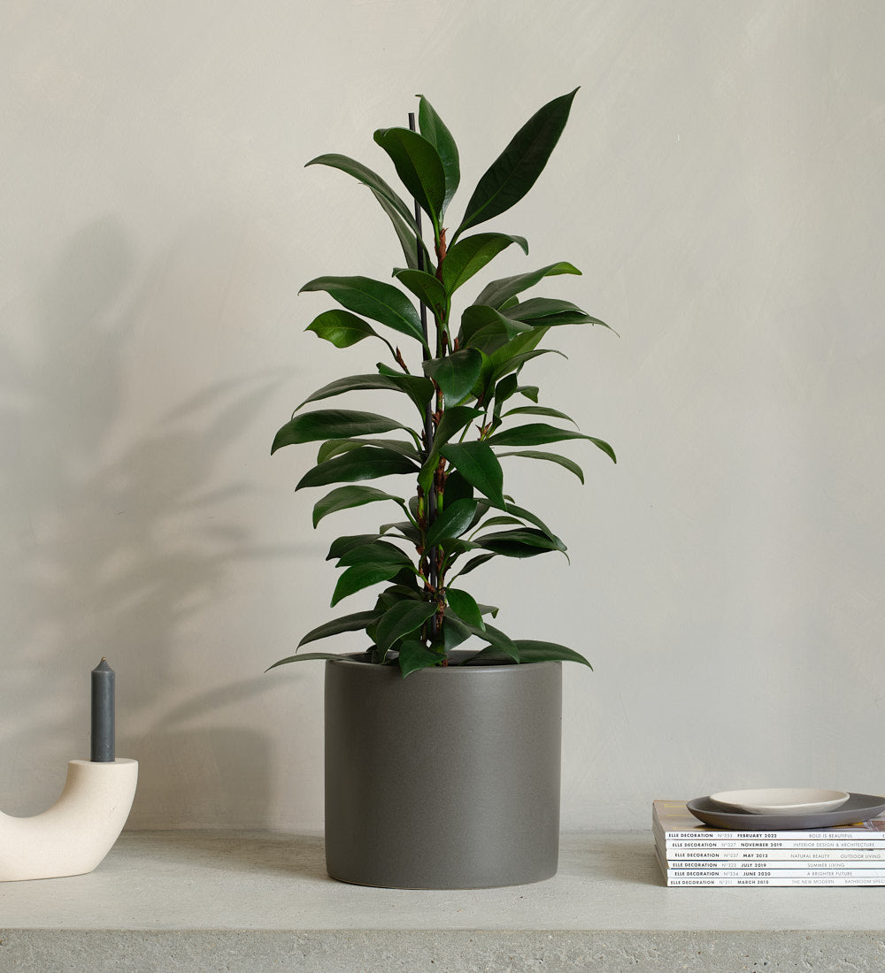 African Fig (Ficus Cyathistipula) | Elegant Indoor Plant with Glossy ...