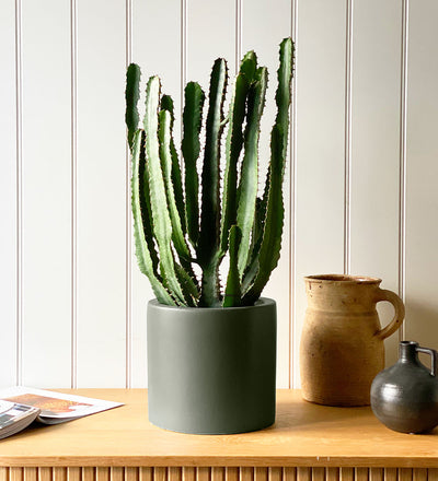 Unkillable Houseplants | Low Maintenance Indoor Plants - Beards & Daisies