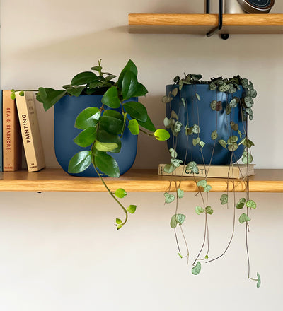 Houseplant Bundles – Beards & Daisies