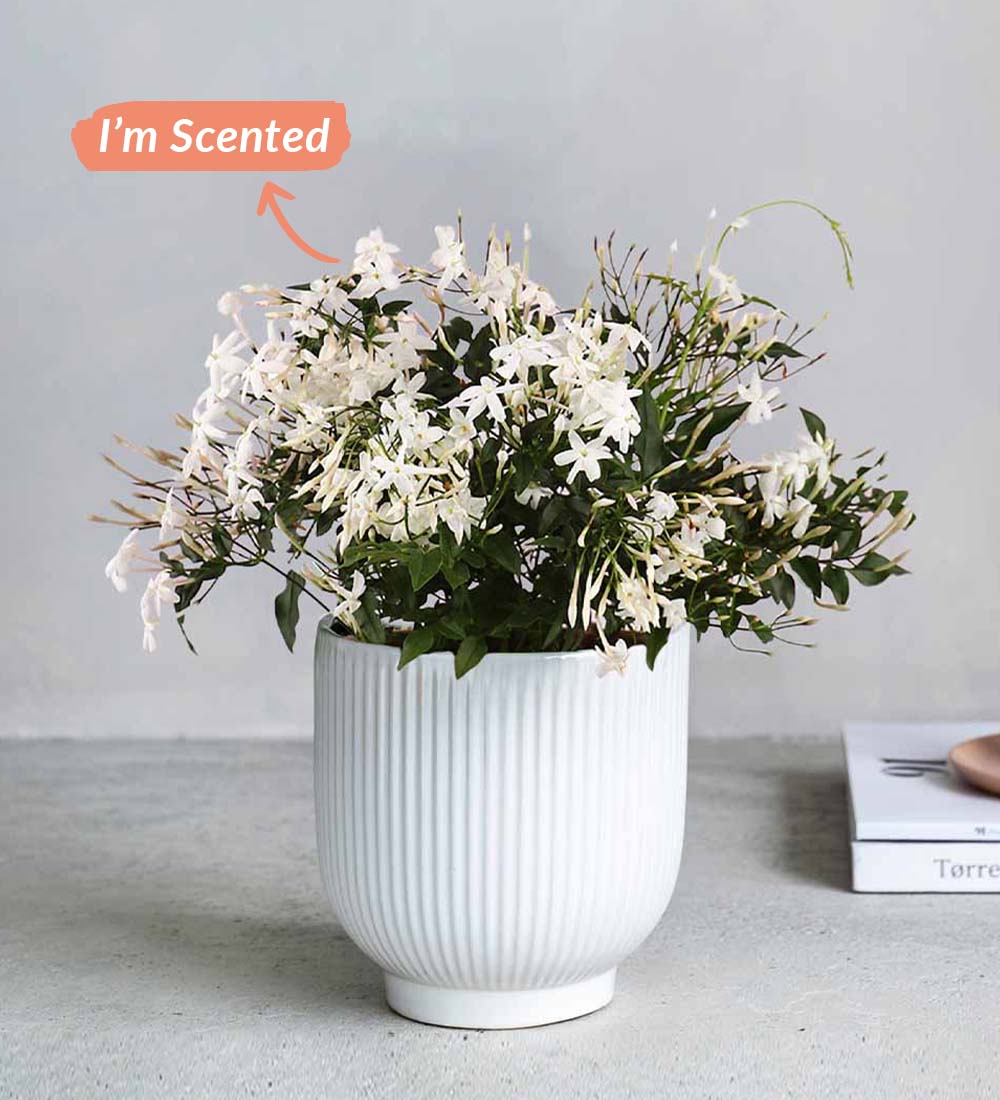 Jasmine Ceramic Pot