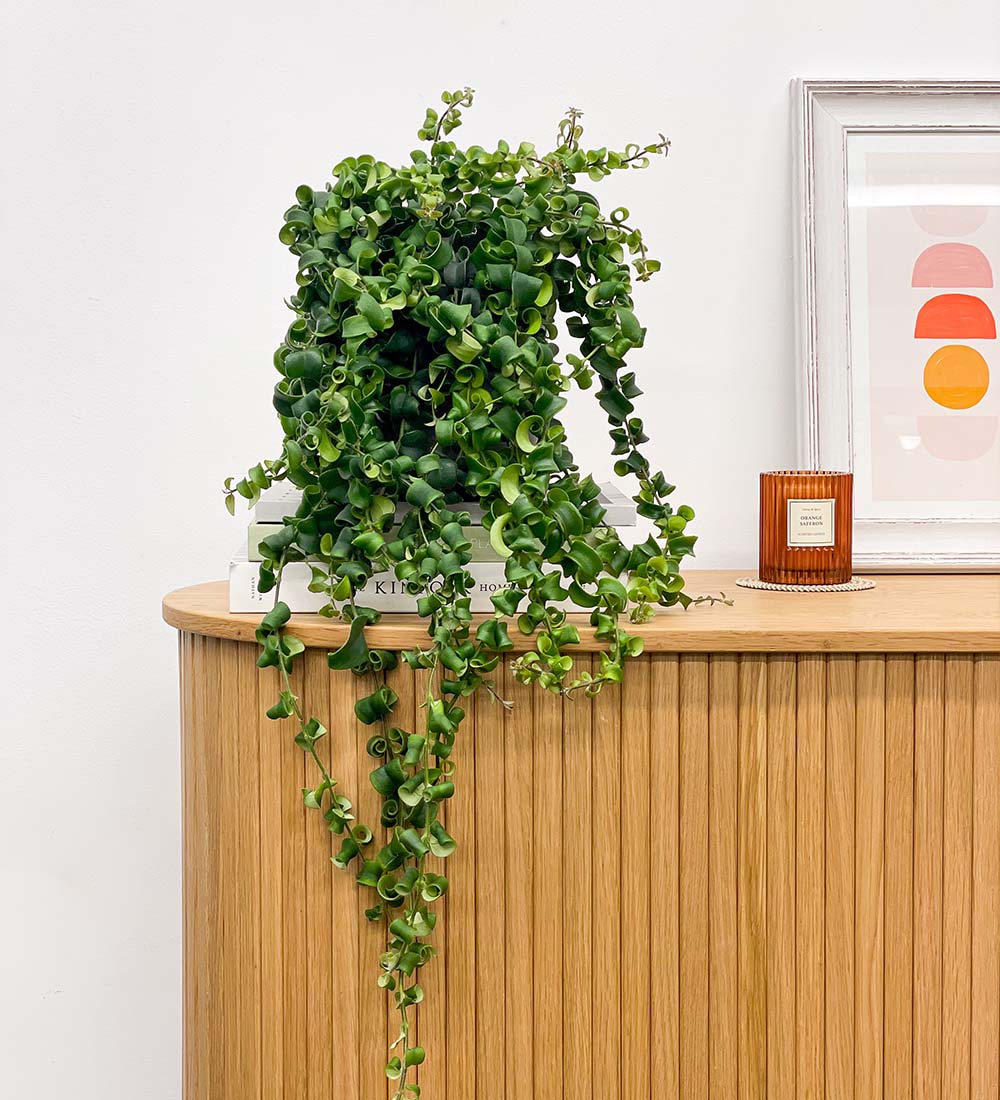 Draping Plants For Pots How To Properly Care For Trailing Plants: Tips