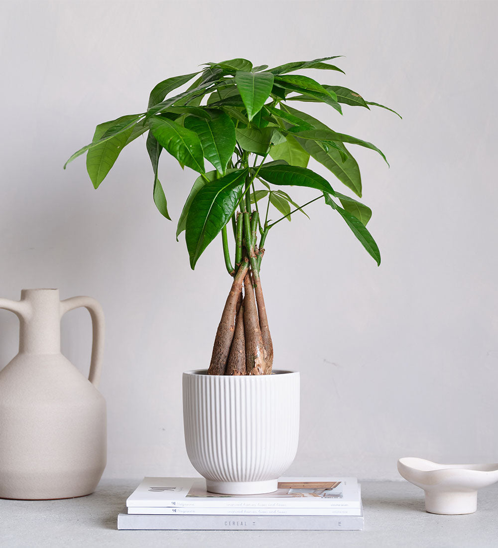 Money Tree & Ceramic Pot
