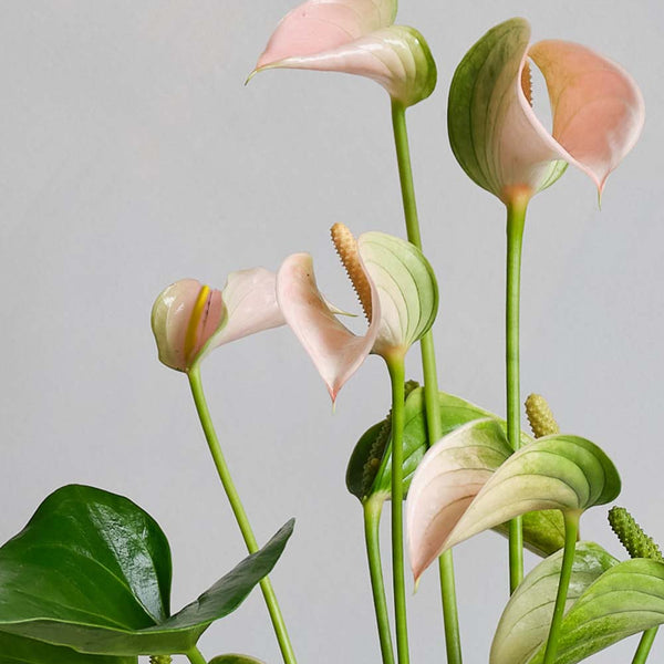 Peach Anthurium