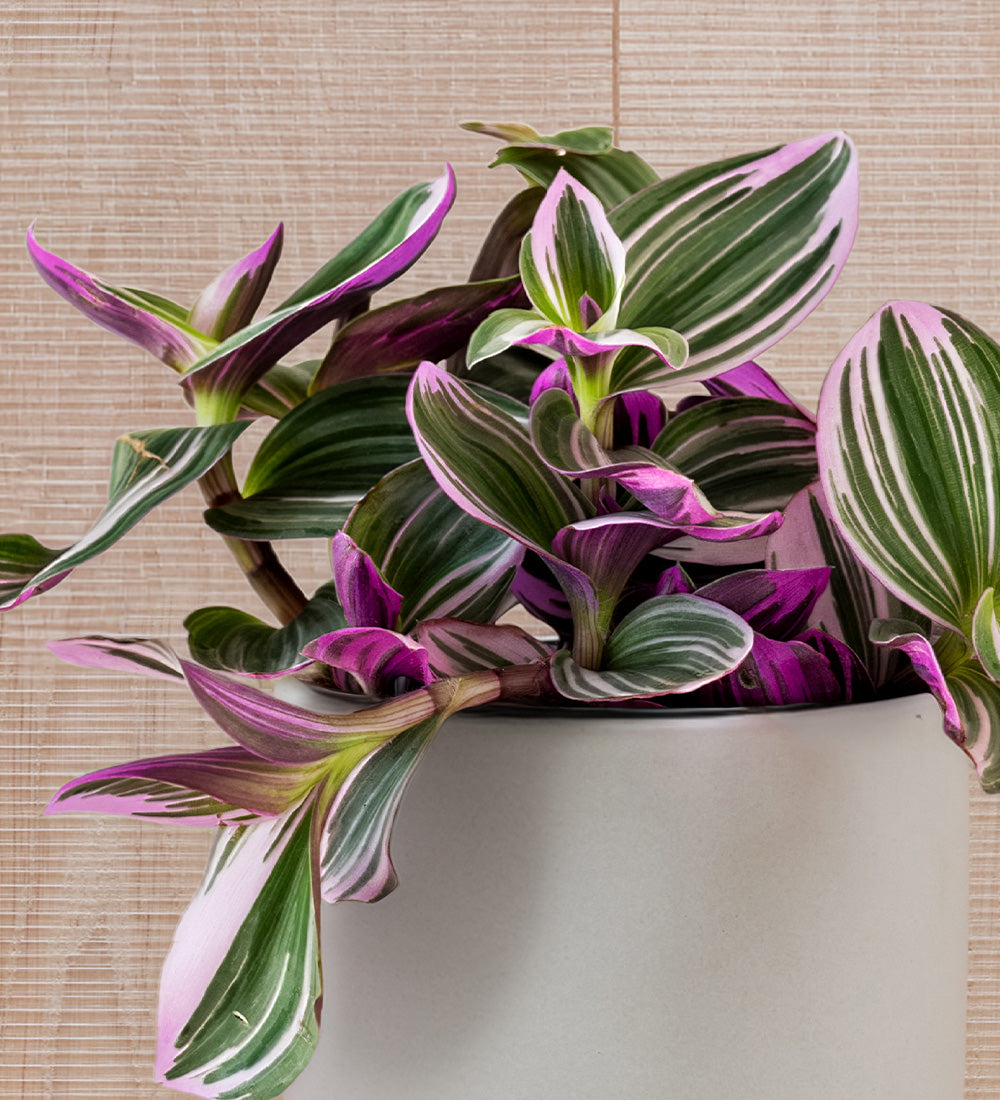 Tradescantia Nanouk Vibrant Indoor Plant With Pink Purple And Green Tradescantia Nanouk Vibrant Indoor Plant With Pink Purple And Green