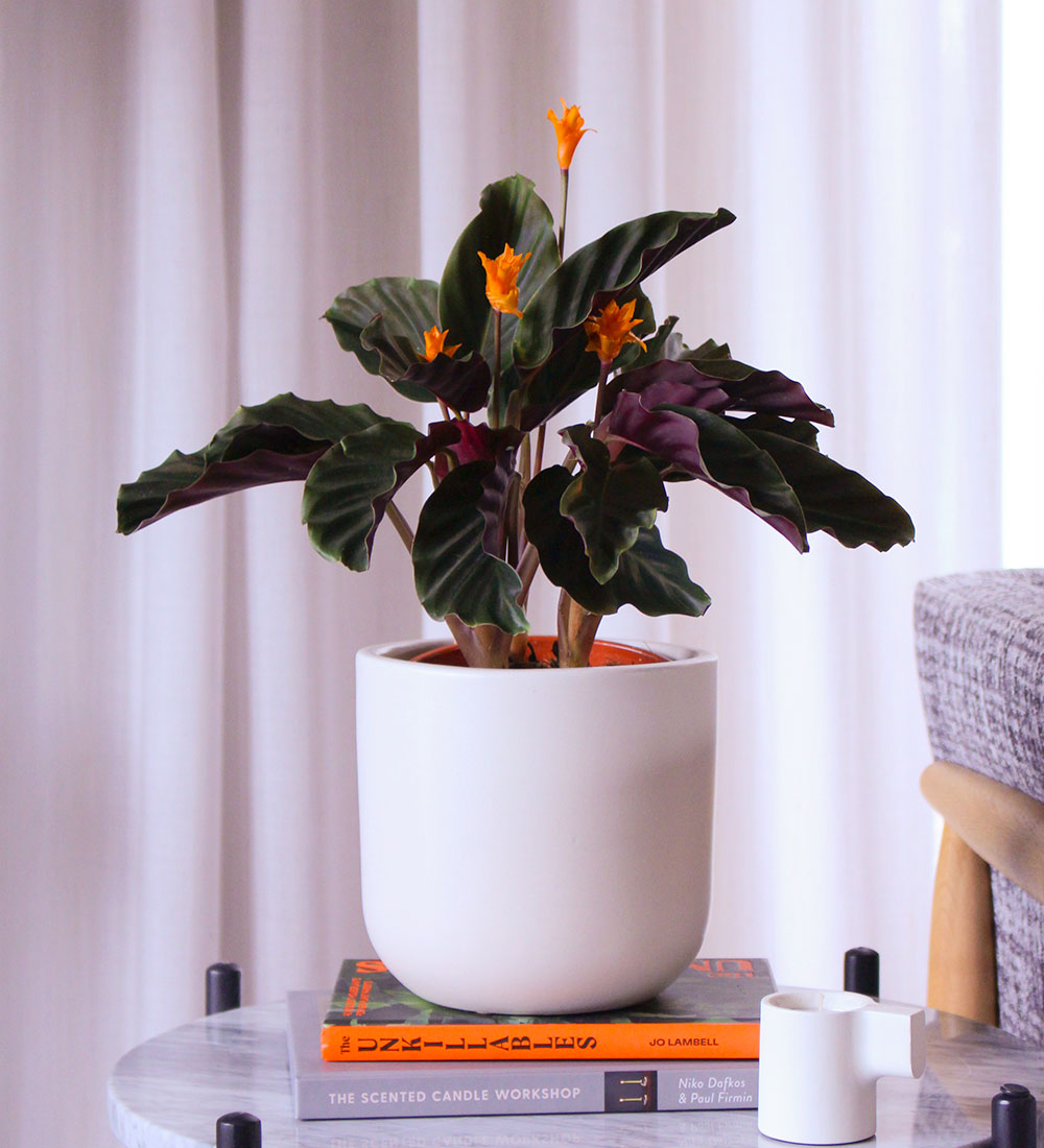 Flowering Calathea & Pot