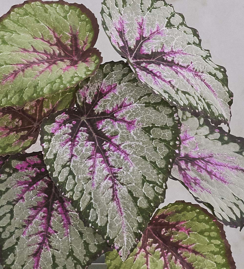 Artificial Begonia | Realistic Indoor Faux Plant