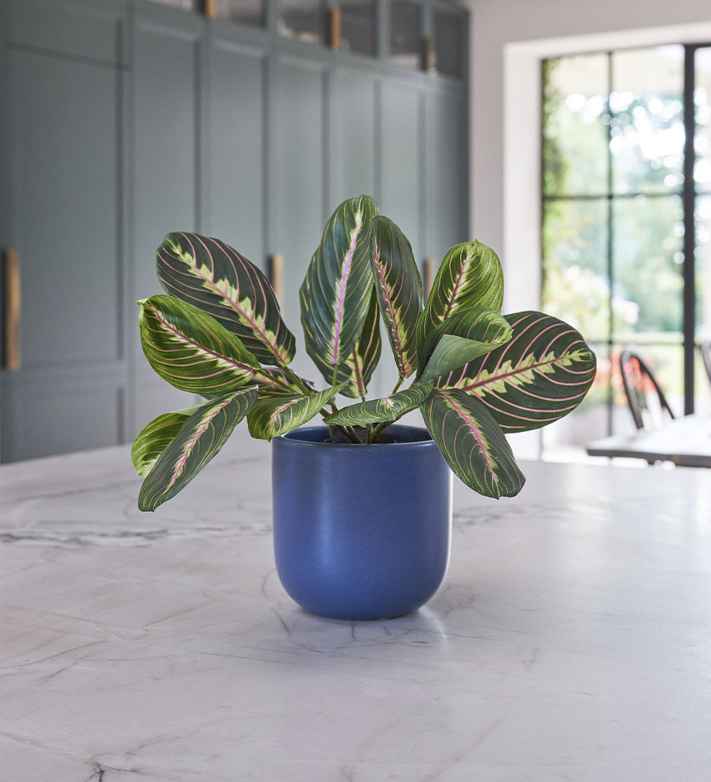 Artificial Prayer Plant | Realistic Indoor Faux Plant