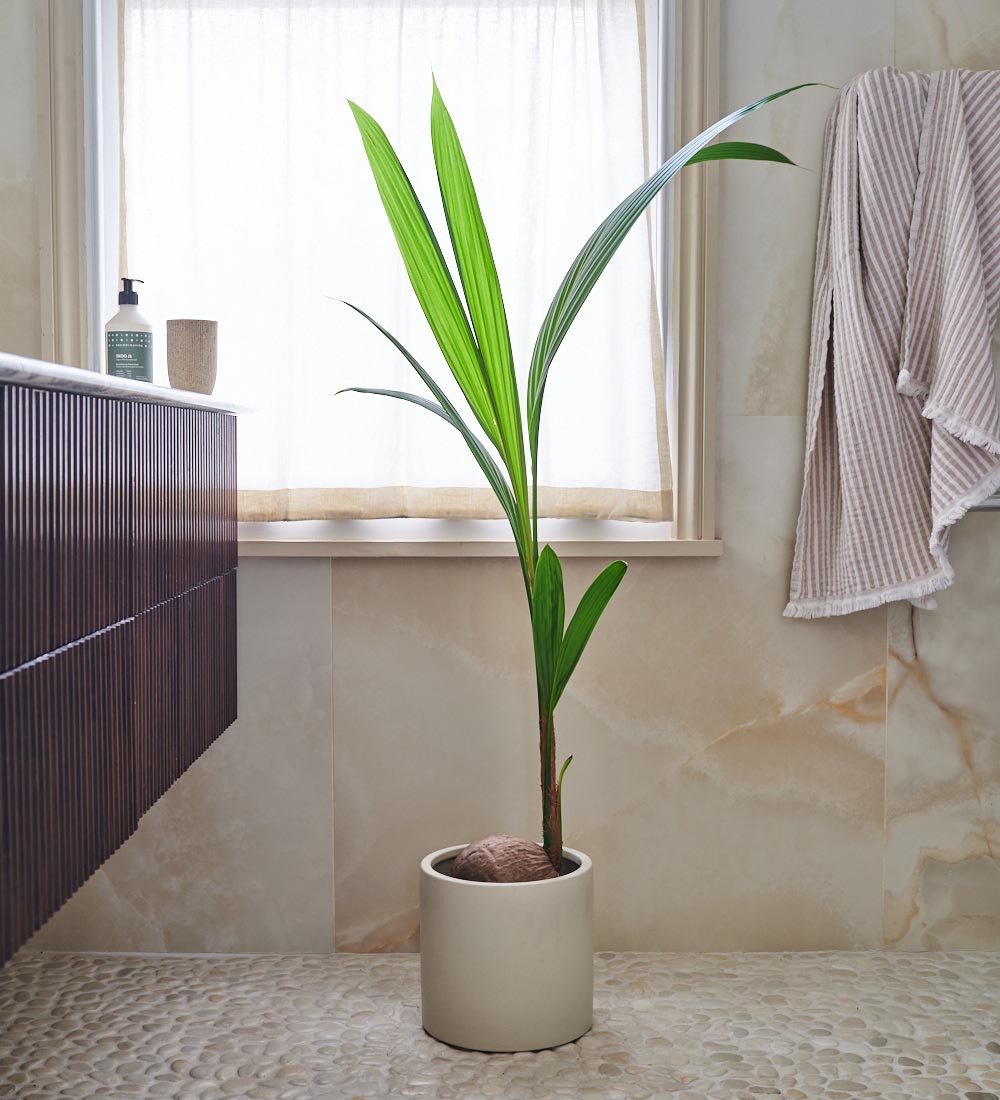 Coconut Palm (Cocos Nucifera) | Tropical Indoor Plant with Iconic ...