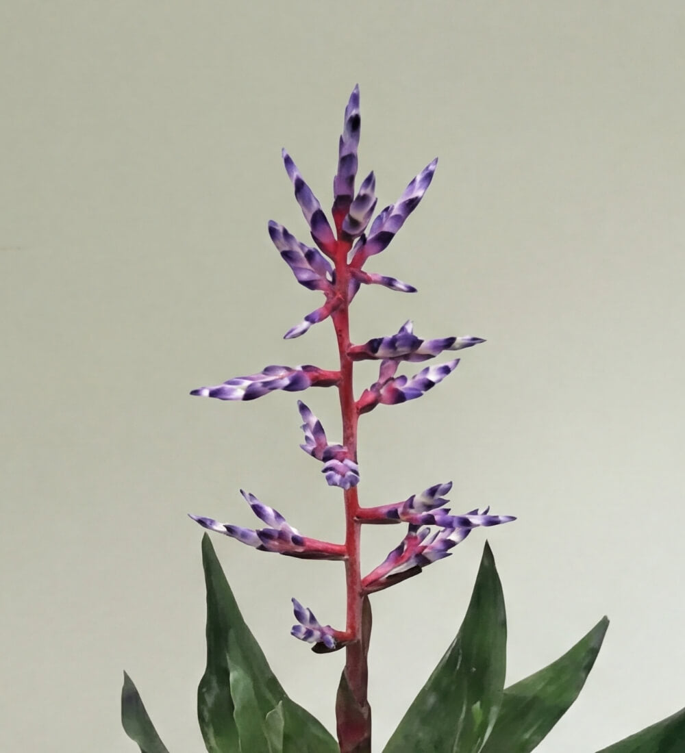 Blue Rain Bromelia