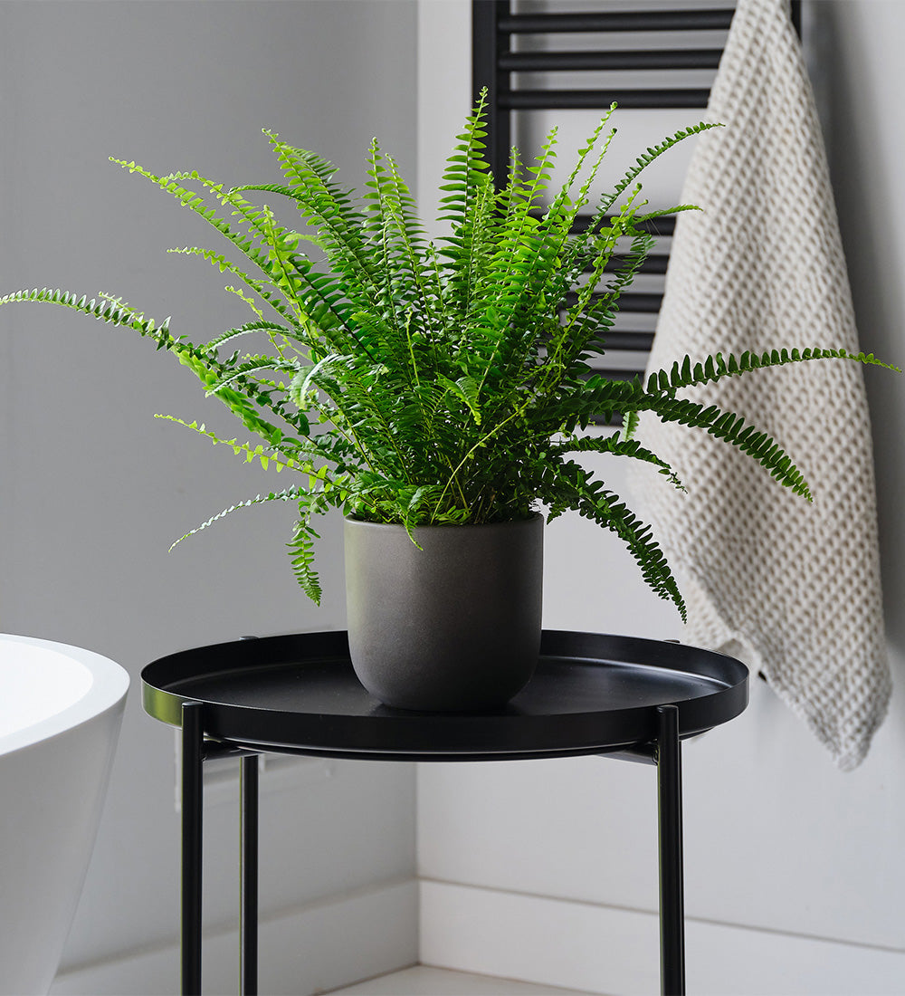 Boston Fern | Beards & Daisies
