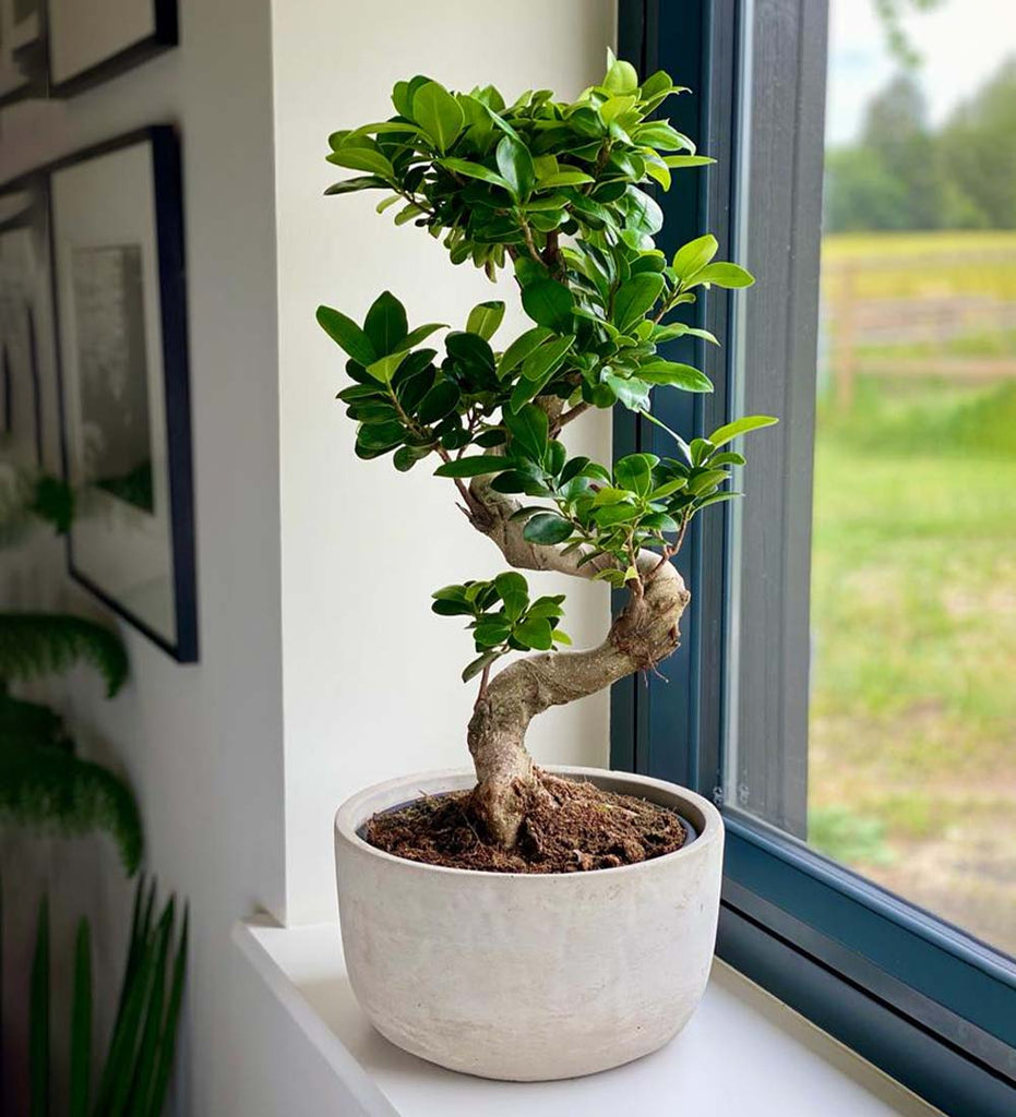 Ginseng Bonsai