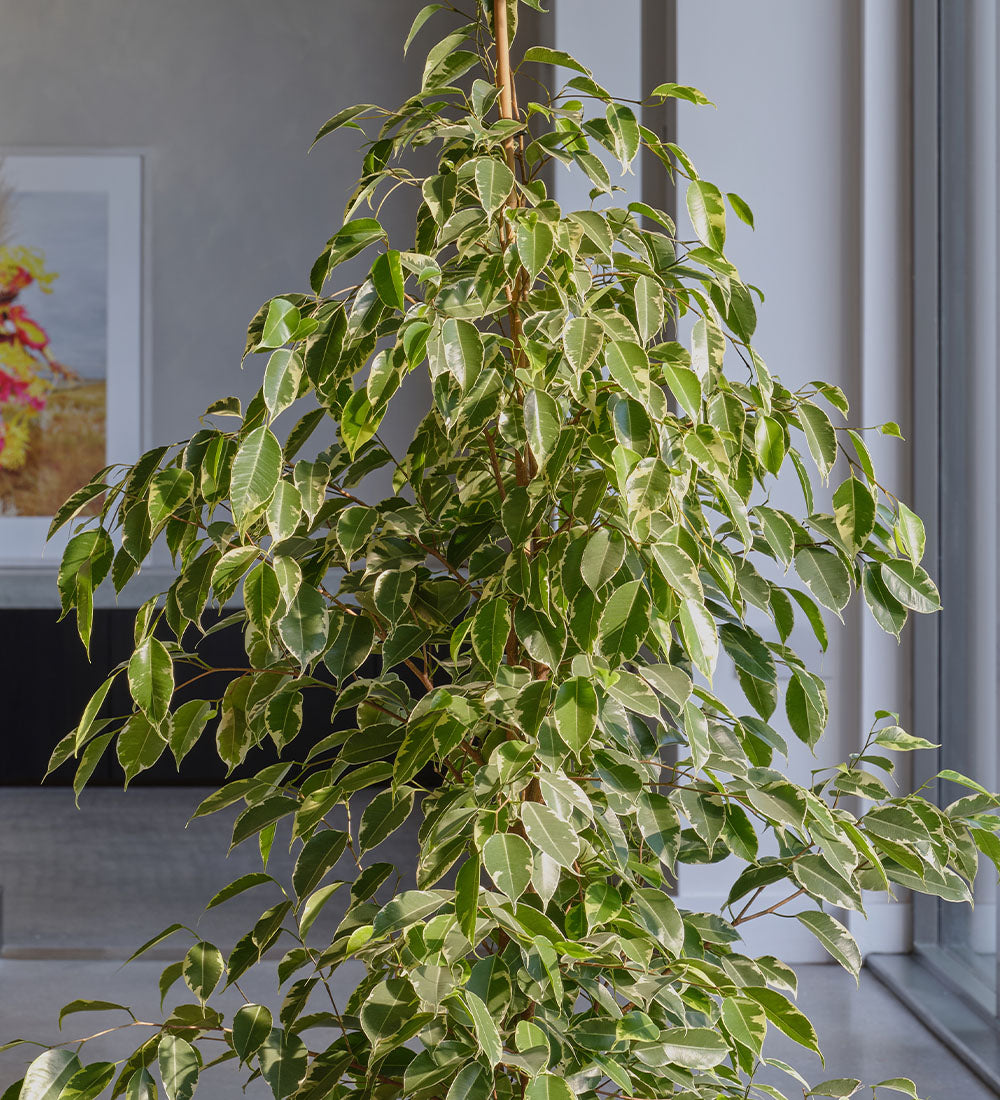 Ficus Benjamina (Weeping Fig) Houseplant