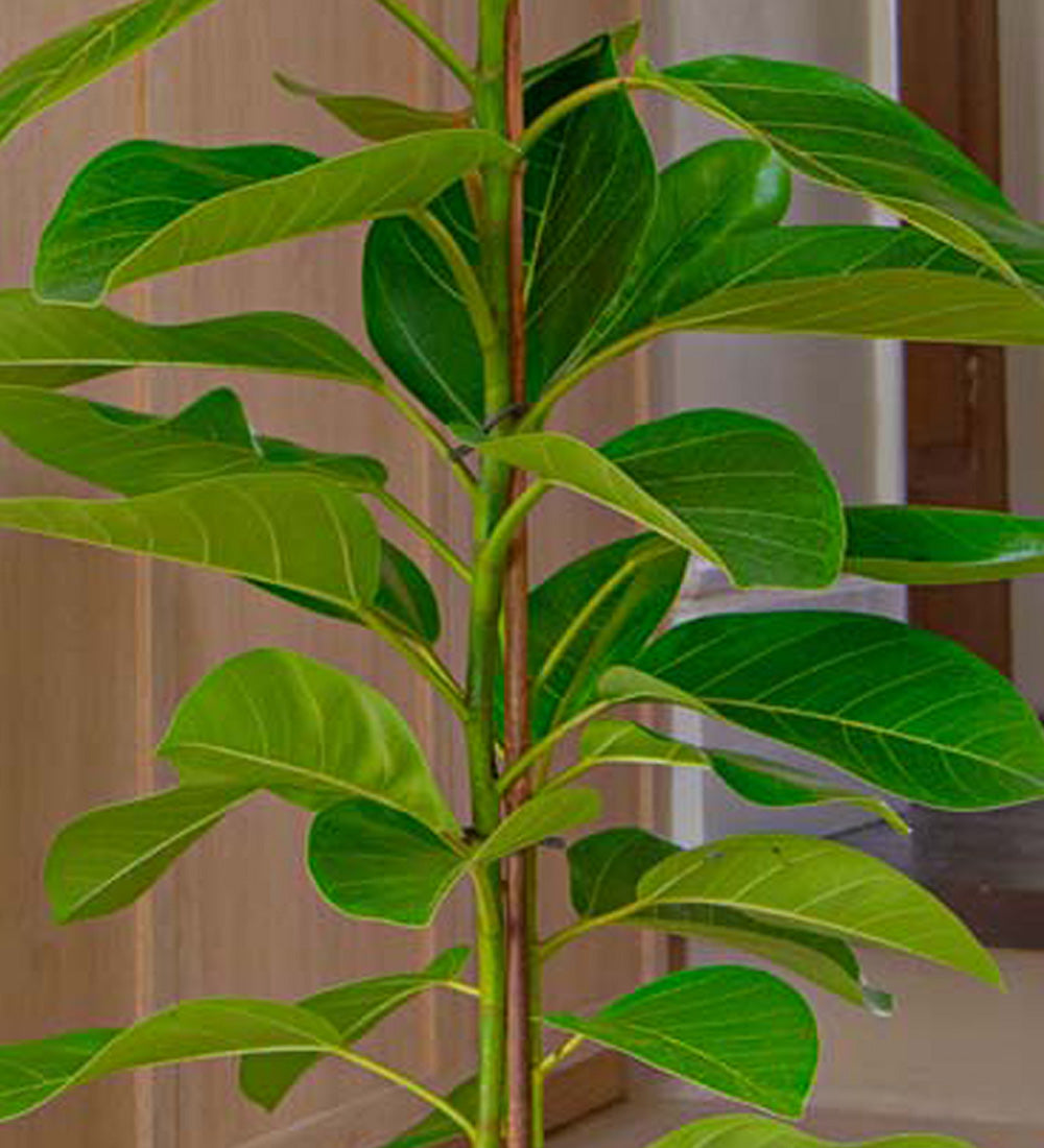 Ficus Altissima