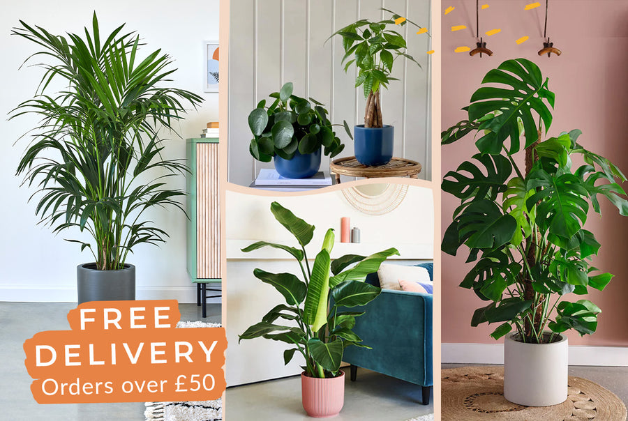 Beards & Daisies | Plant & Flower Delivery