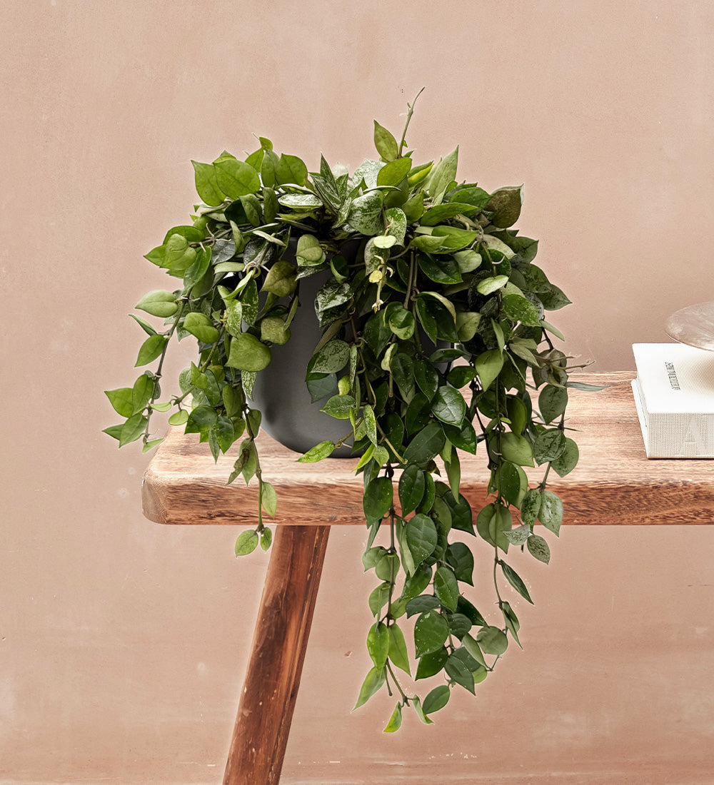 Hanging Hoya Krohniana