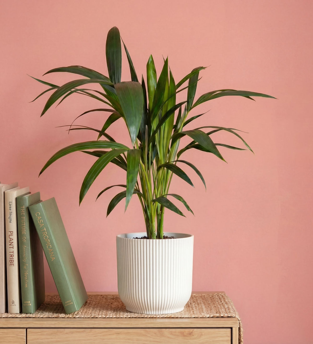 Kentia Palm (Howea Forsteriana) | Elegant Indoor Palm with Graceful ...