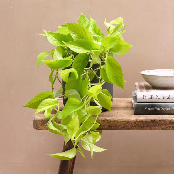 Hanging Neon Pothos