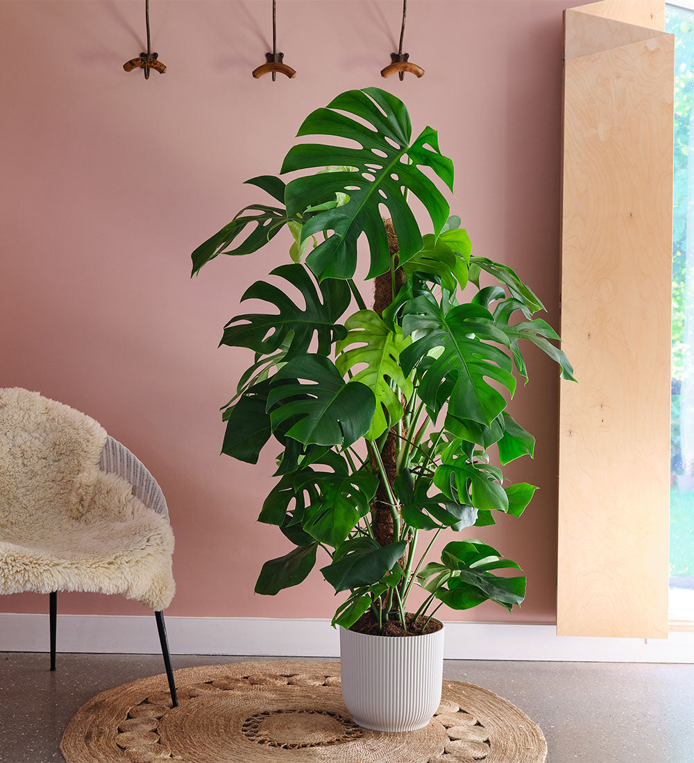 Swiss Cheese Plant Pot