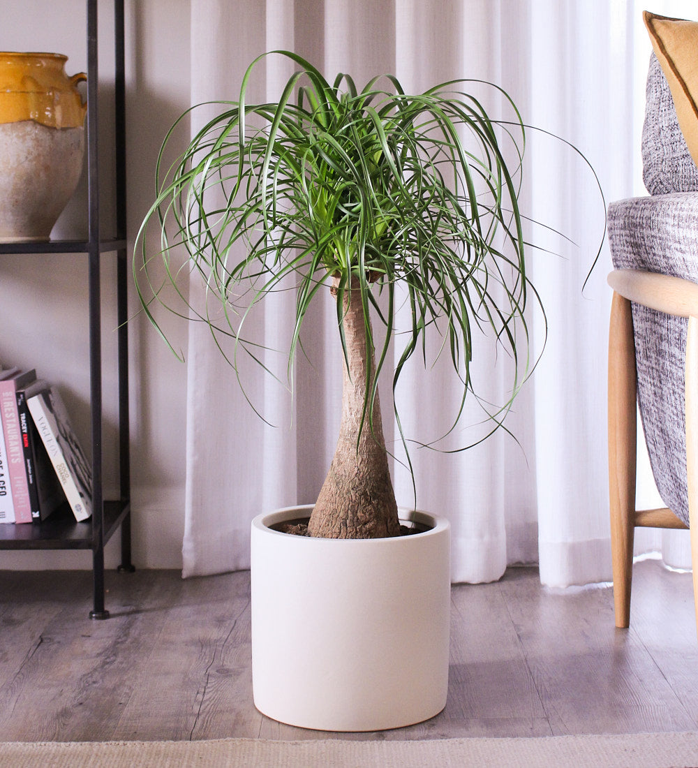 Ponytail Palm | Beaucarnea Recurvata | Beards & Daisies