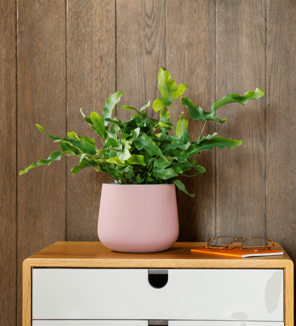 Blue Star Fern (Phlebodium Aureum) | Unique Indoor Fern with Soft, Blue ...