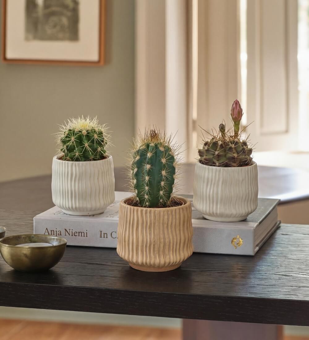 Cacti & Pot