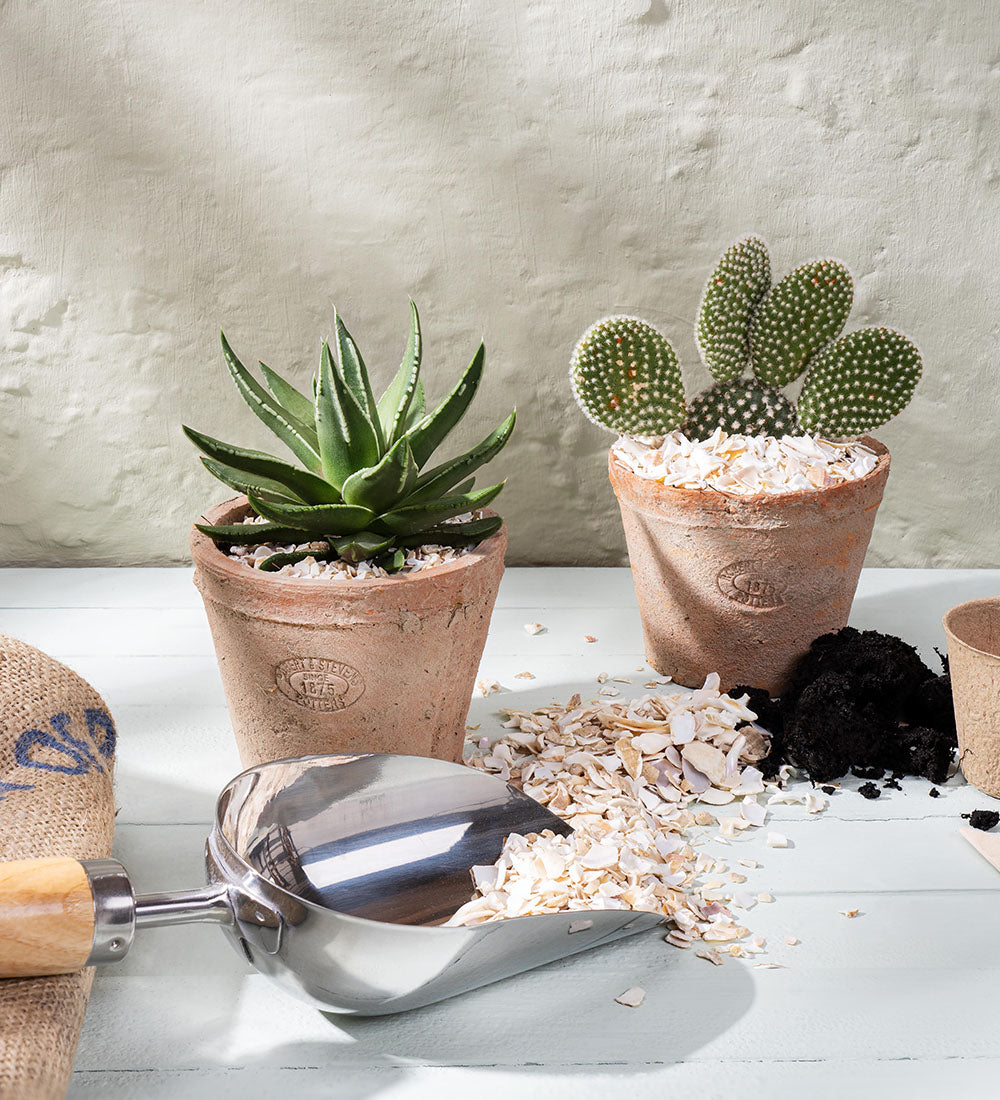 Buy Shell On Earth Crushed Whelk Shells online with nationwide delivery ...