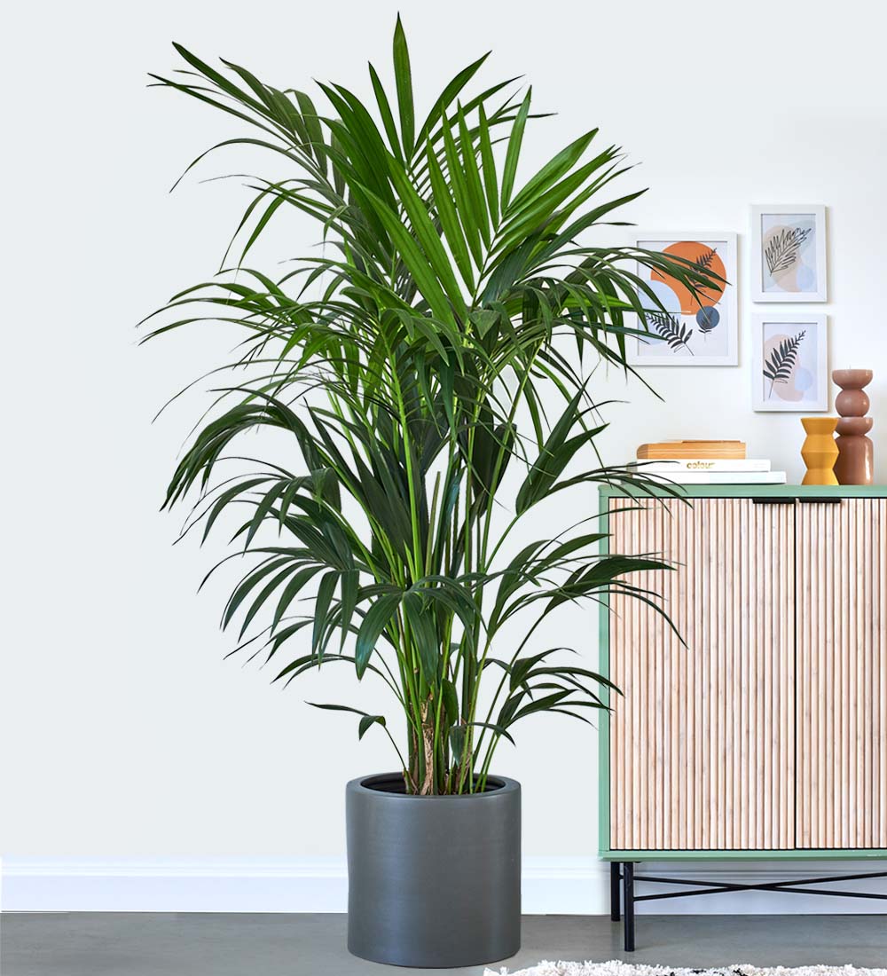 Plant Kentia Palm Howea Forsteriana | Kentia Palm – Gardeners Dream