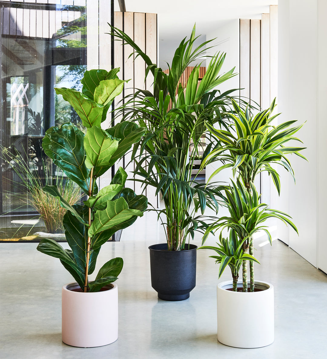 Large Plant Bundle
