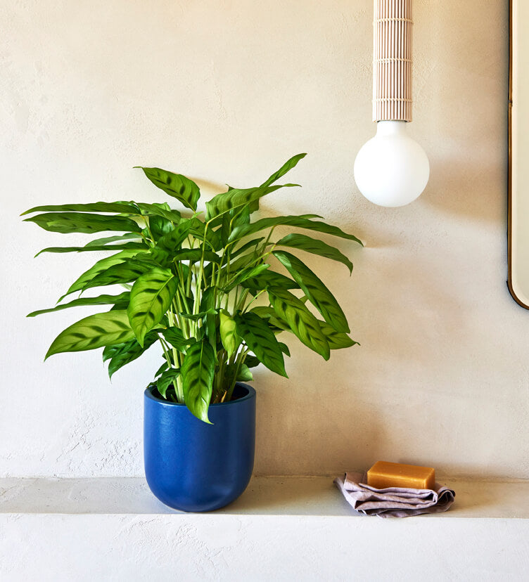 Calathea Leopardina | Decorative Indoor Plant with Striking Patterned ...