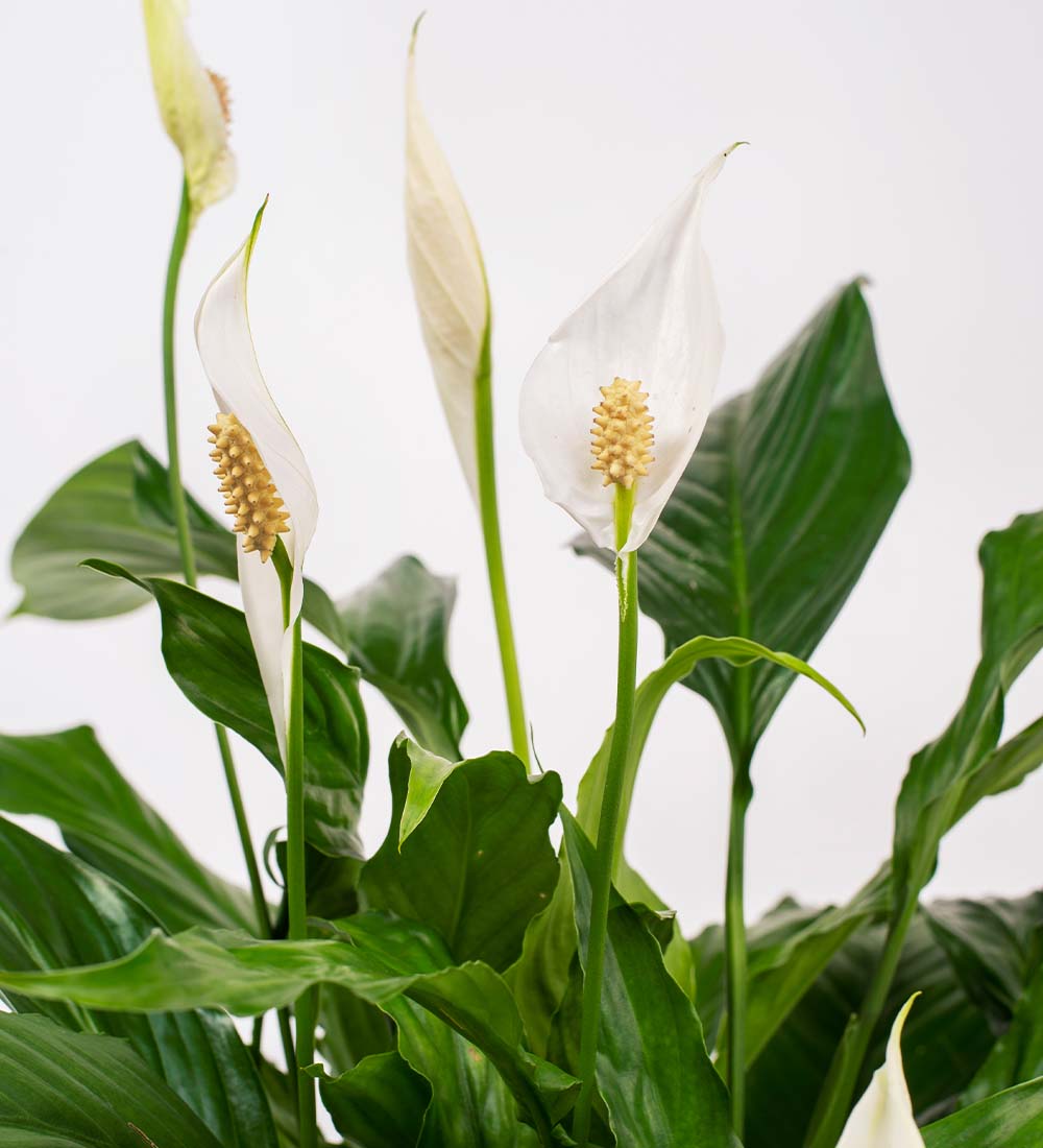 Peace Lily (Spathiphyllum) | Elegant Indoor Plant with Lush Leaves and ...