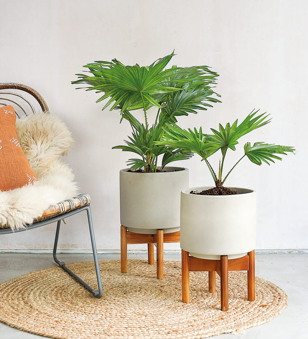 Buy the Footstool Palm aka Fan Palm (Livistona Rotundifolia), indoor ...