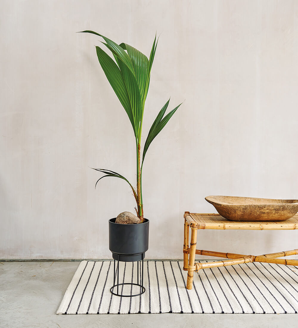 Coconut Palm (Cocos Nucifera) | Tropical Indoor Plant with Iconic ...