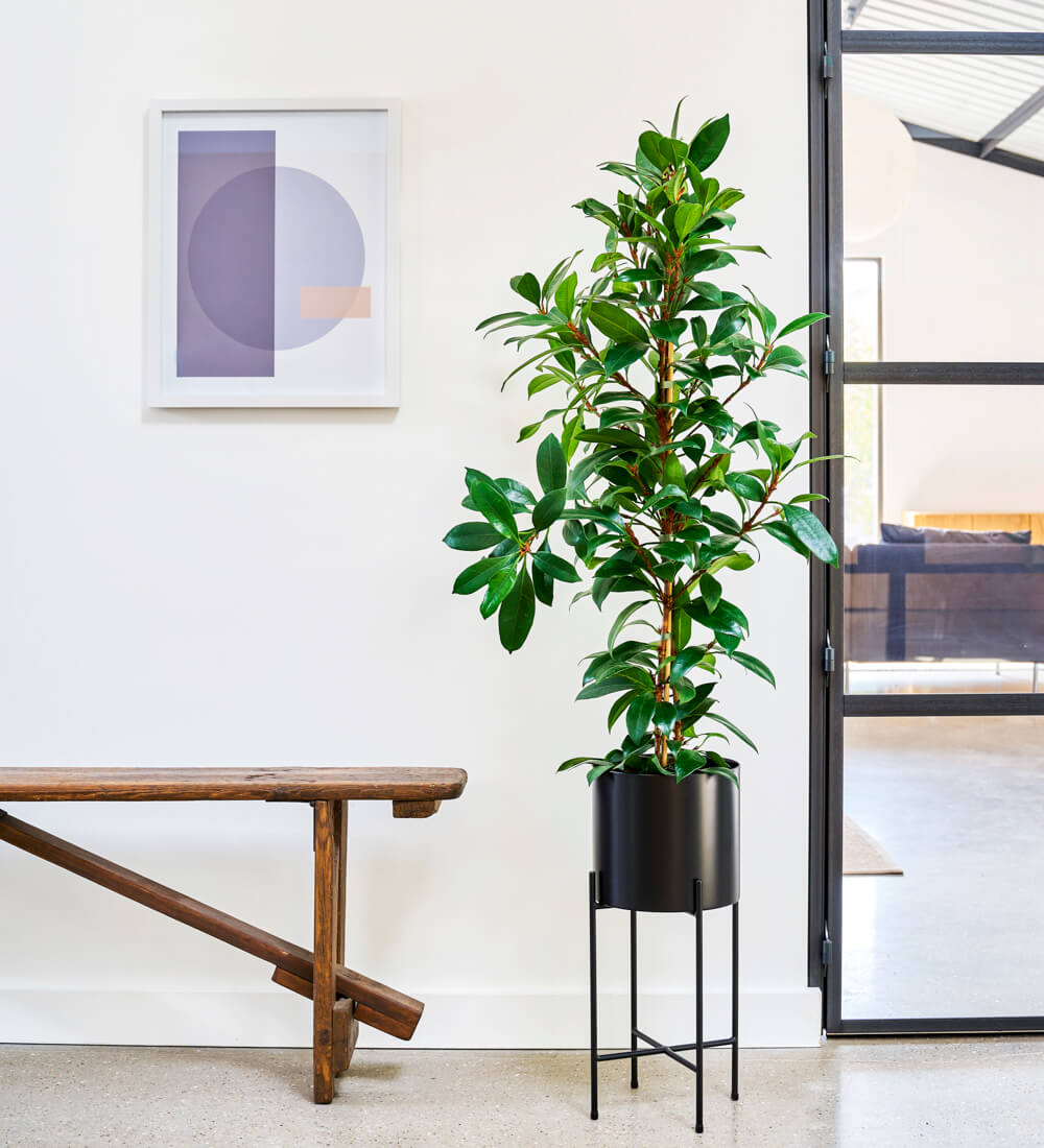 African Fig (Ficus Cyathistipula) | Elegant Indoor Plant with Glossy ...