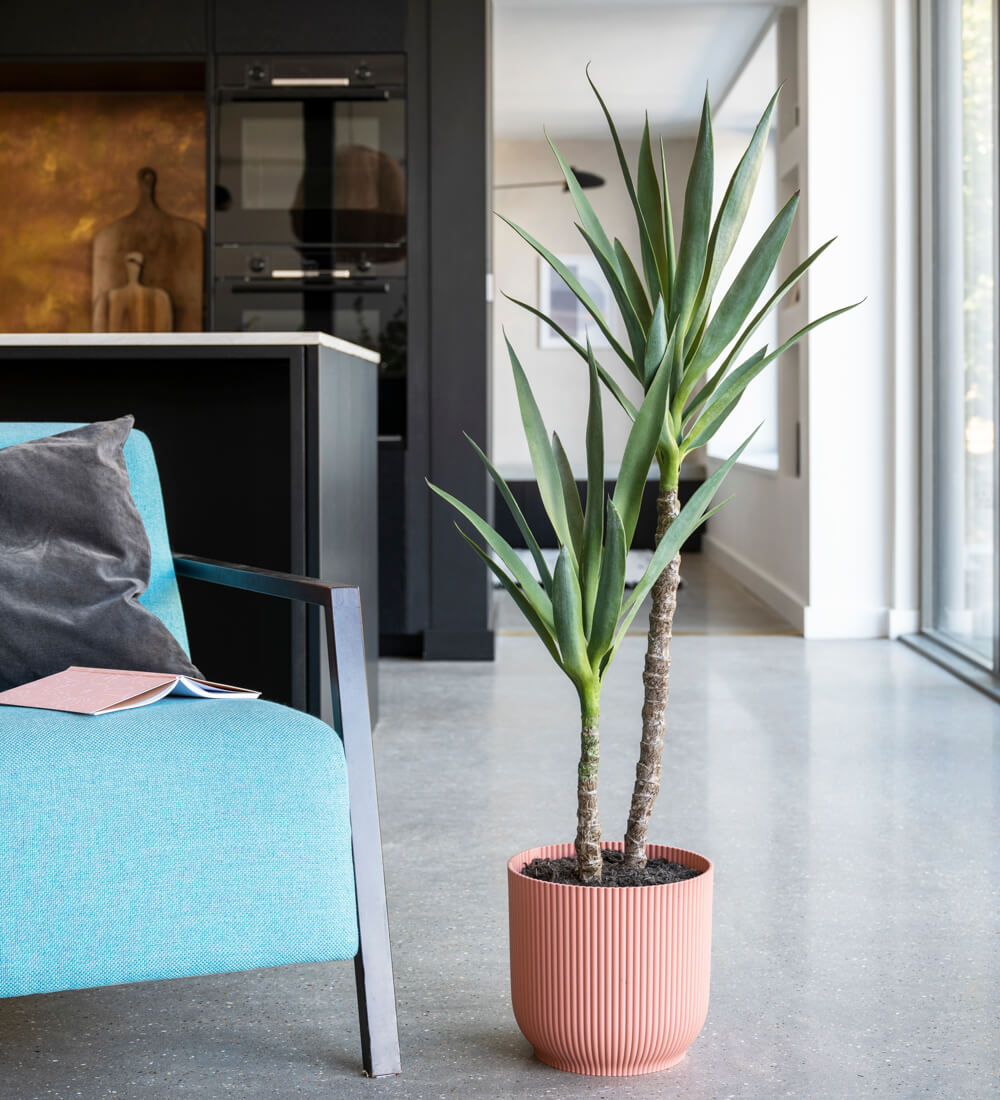 Artificial Yucca Plant | Beards & Daisies