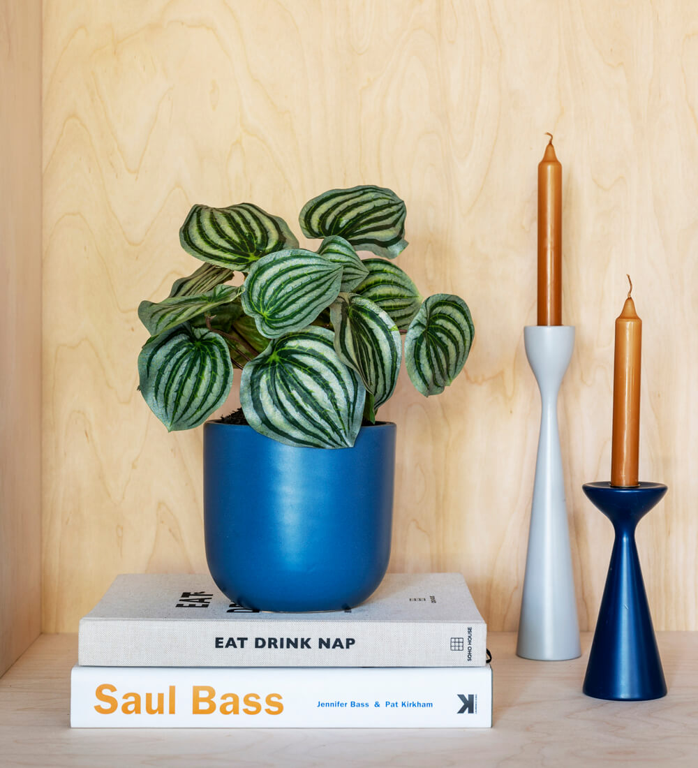 Artificial Watermelon Peperomia | Beards & Daisies