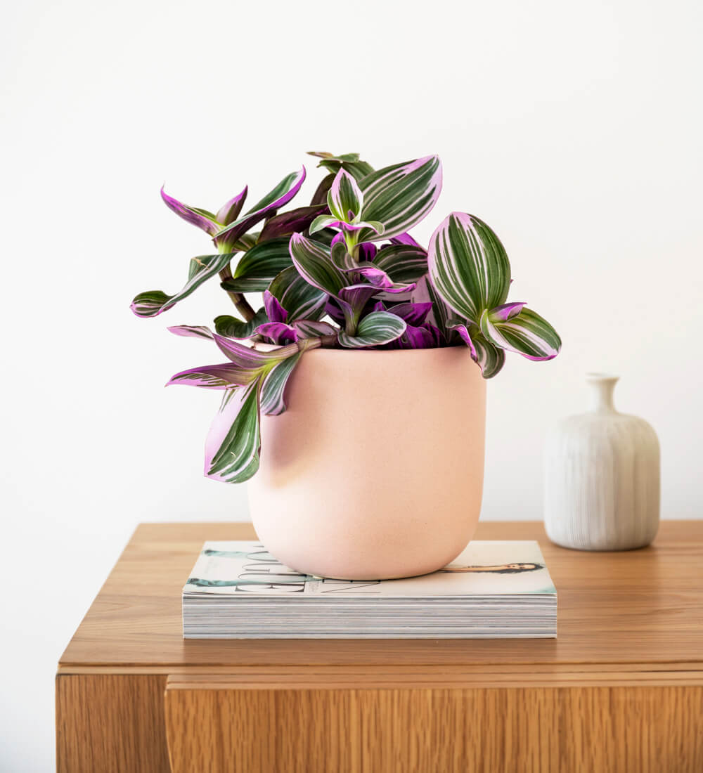 Tradescantia Nanouk | Vibrant Indoor Plant with Pink, Purple, and Green ...