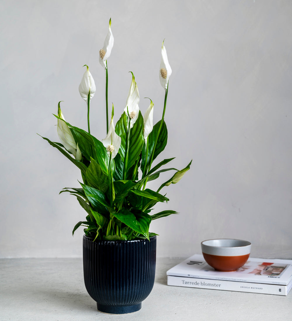 Peace Lily (Spathiphyllum) | Elegant Indoor Plant with Lush Leaves and ...
