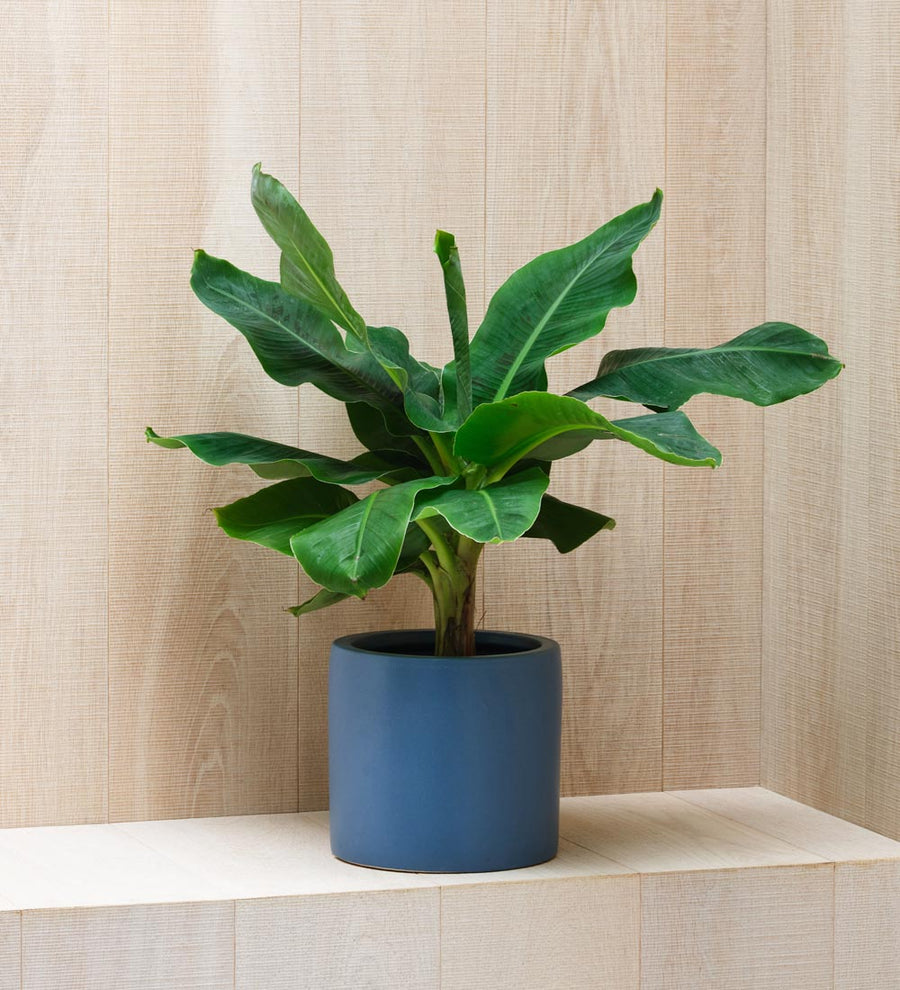 Musa Dwarf Cavendish Banana Plant