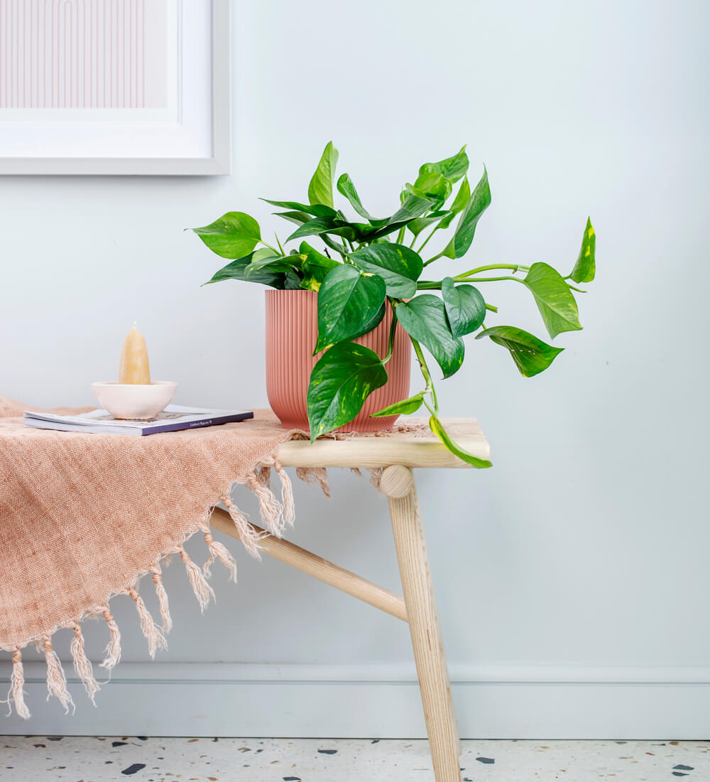 Devil's Ivy | Golden Pothos | Houseplants Delivered – Beards & Daisies