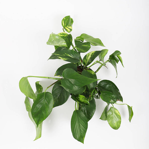 Devil’s Ivy (Epipremnum Aureum) | Versatile Indoor Plant with Trailing ...