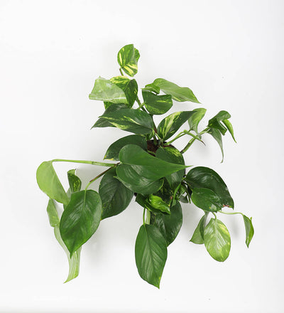 Devil’s Ivy (Epipremnum Aureum) | Versatile Indoor Plant with Trailing ...