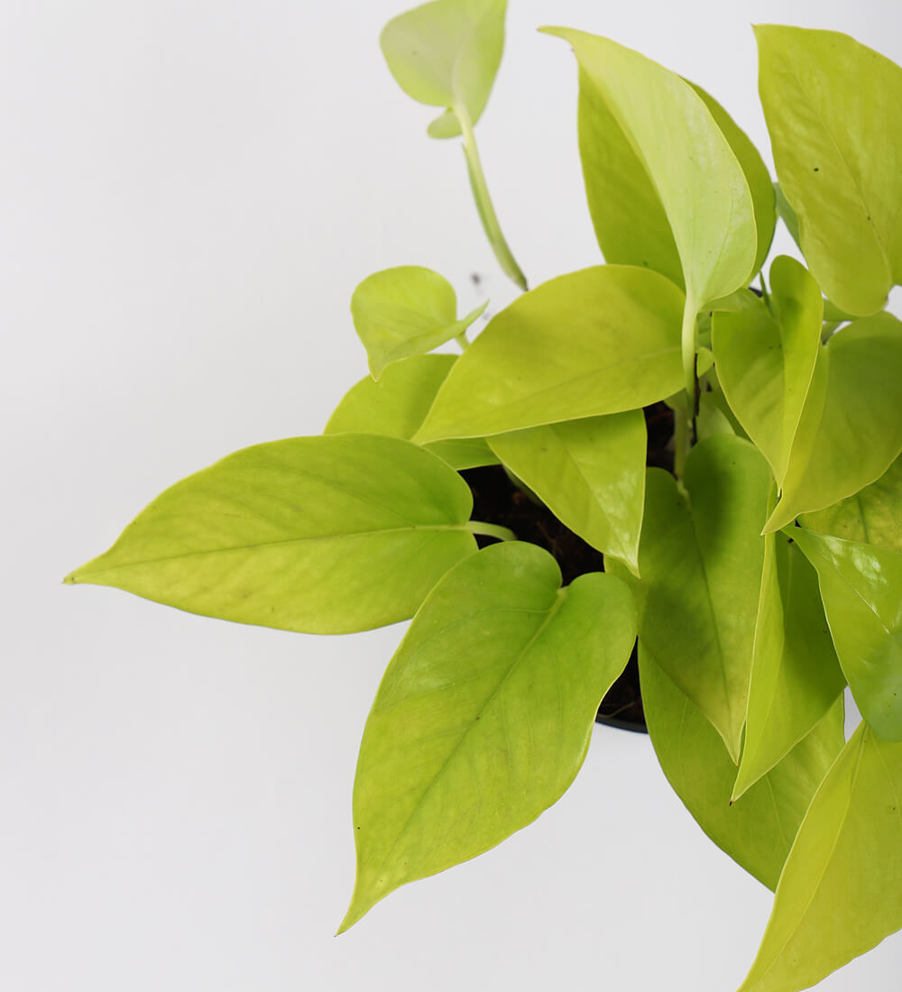Neon Pothos (Epipremnum Aureum ‘Neon’) | Vibrant Indoor Plant with ...