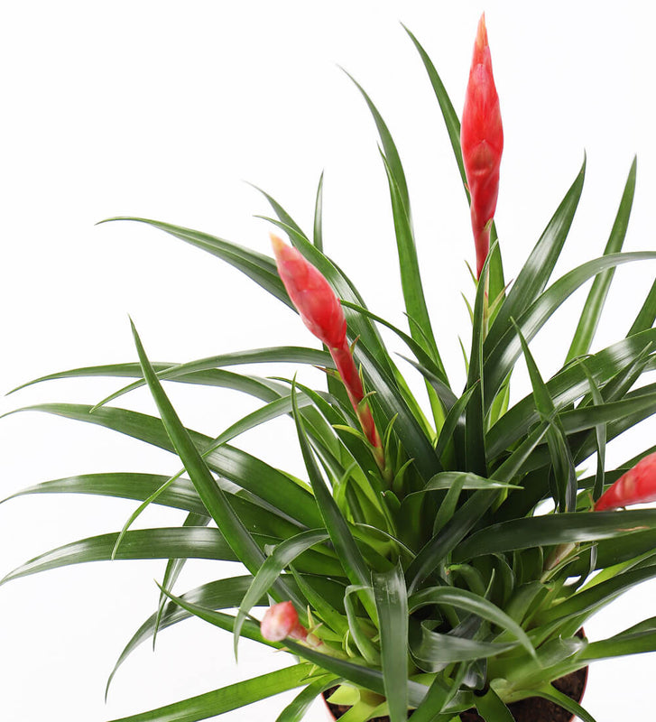 Vriesea Astrid | Striking Indoor Bromeliad with Vibrant, Colourful Foliage