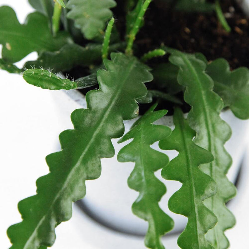 Fishbone Cactus (Epiphyllum Anguliger) | Unique Indoor Plant with ...