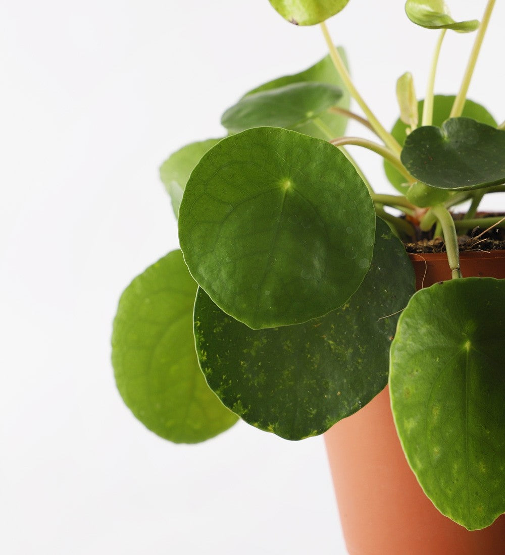 Chinese Money Plant Chinese Money Plant Hi Res Stock Photography And