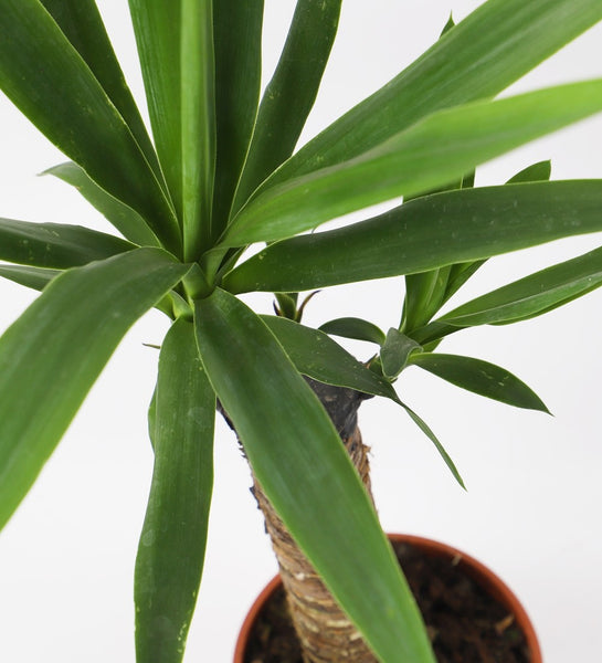 Large Yucca Plant | Bold Indoor Plant with Tall, Spiky Leaves