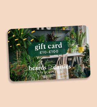 Plant Gifts | Thoughtful Plants for Every Celebration